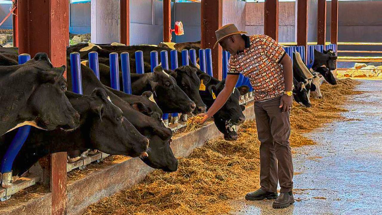 Photos of Ruto’s Cows In Eldoret Living Better Than Tharaka Nithi ...